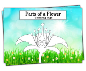 Parts Of A Flower For Kids – Free, Printable Worksheets | Just Family Fun