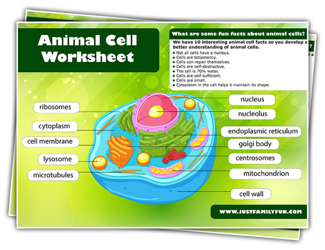 Free Printable Animal Cell Worksheet Pdf Just Family Fun