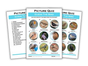 Picture Quizzes Printable Free | Just Family Fun